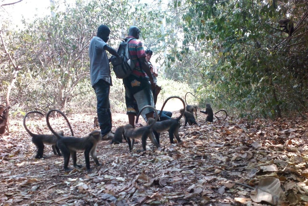 Boabeng Fiema Monkey Sanctuary | GhanaTRVL