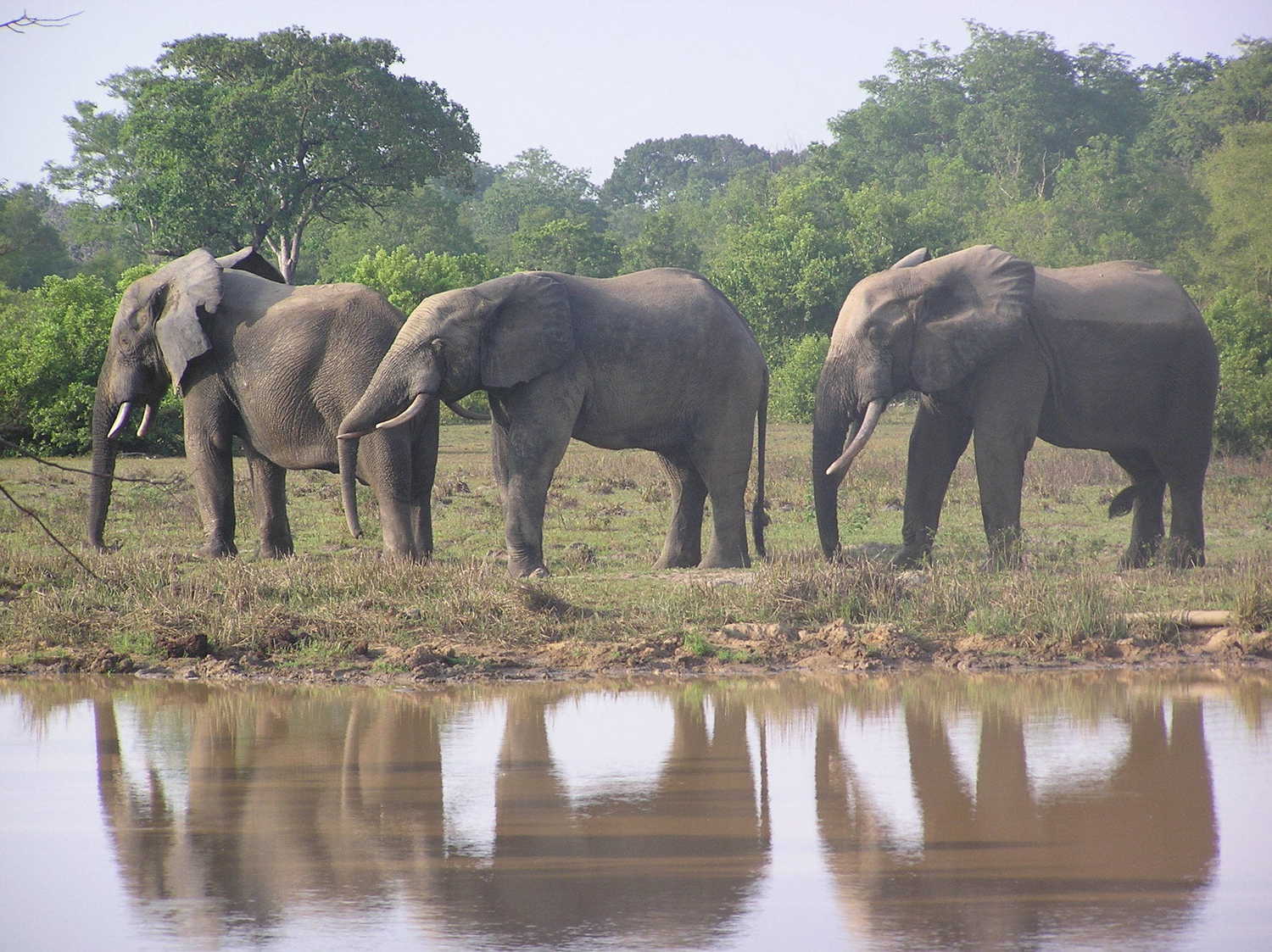 Mole National Park - A Wildlife Adventure in Ghana | GhanaTRVL